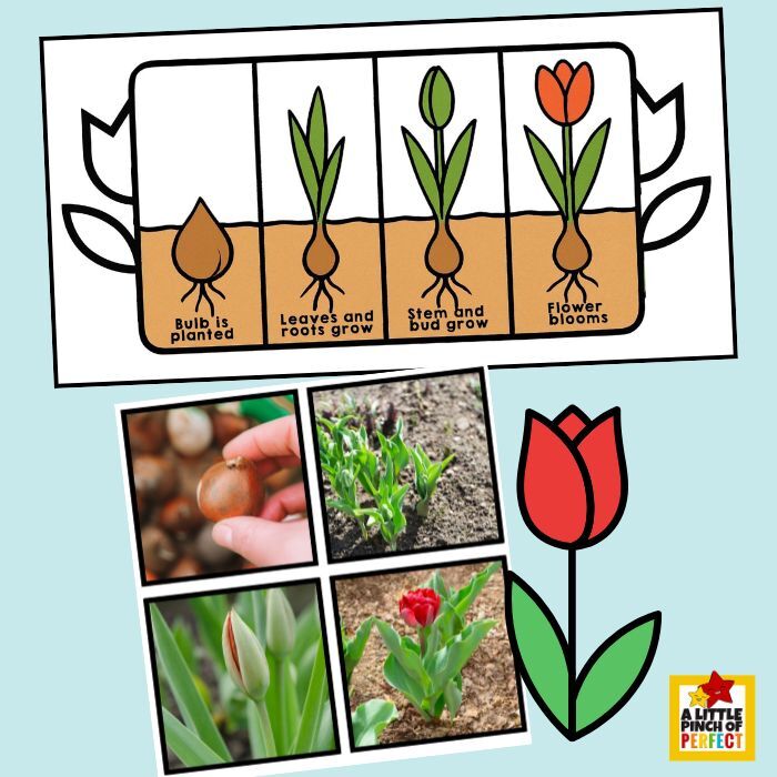 Tulip Life Cycle Printable Craft (Fun Spring Science Activity) - A ...