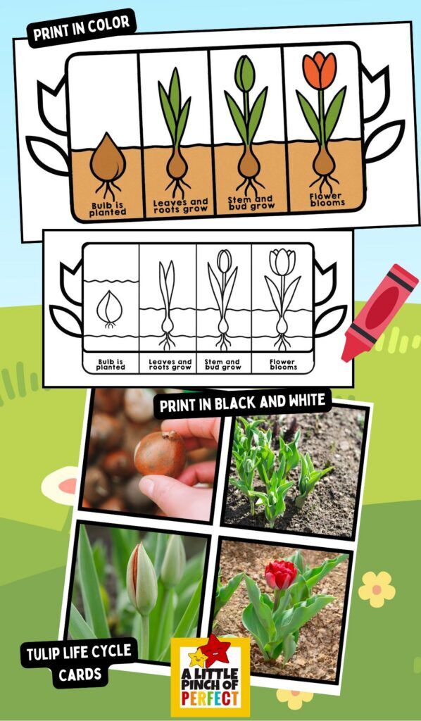 Tulip Life Cycle Printable Craft (Fun Spring Science Activity) - A ...