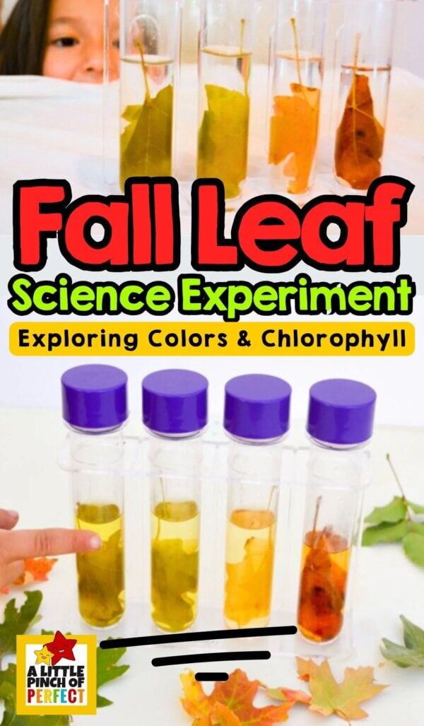 Easy Fall Leaf Science: Exploring Colors & Chlorophyll with Kids - A ...