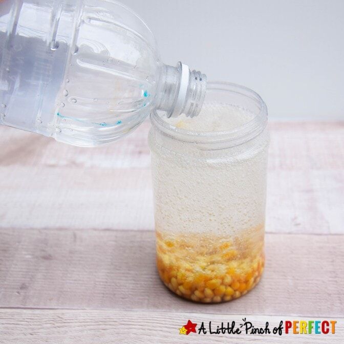 Dancing Corn Science Experiment - A Little Pinch of Perfect