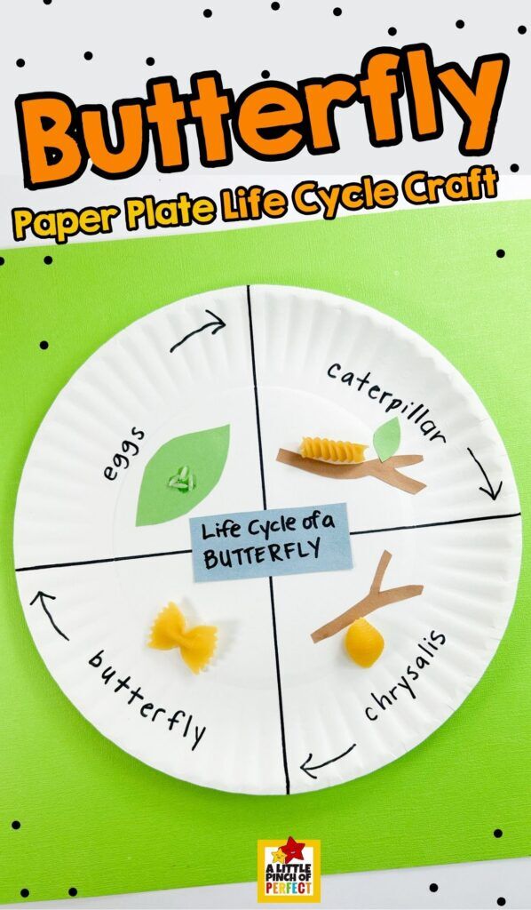 Butterfly Life Cycle Paper Plate Craft - A Little Pinch of Perfect