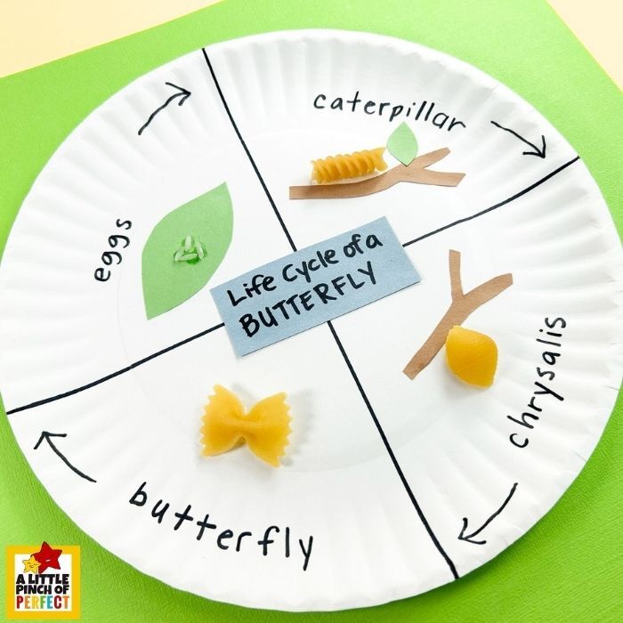 Butterfly Life Cycle Paper Plate Craft - A Little Pinch of Perfect