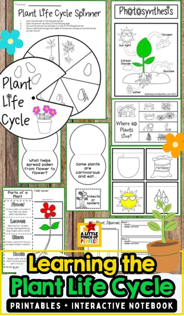 Plant Life Cycle & Photosynthesis Printables: Fun, Hands-On Science ...