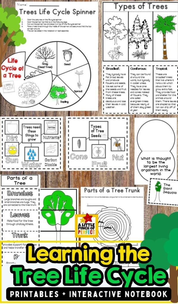 Tree Life Cycle Printables: Fun, Hands-On Science Activities for Kids ...