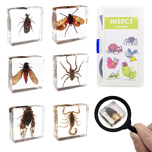 Catch a Bug Math Activity and Free Printable - A Little Pinch of Perfect