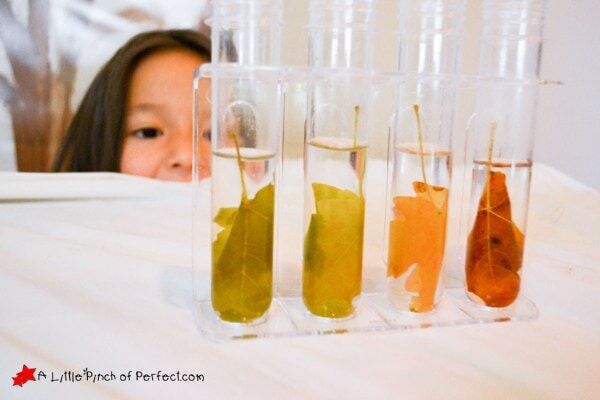 chlorophyll science activity