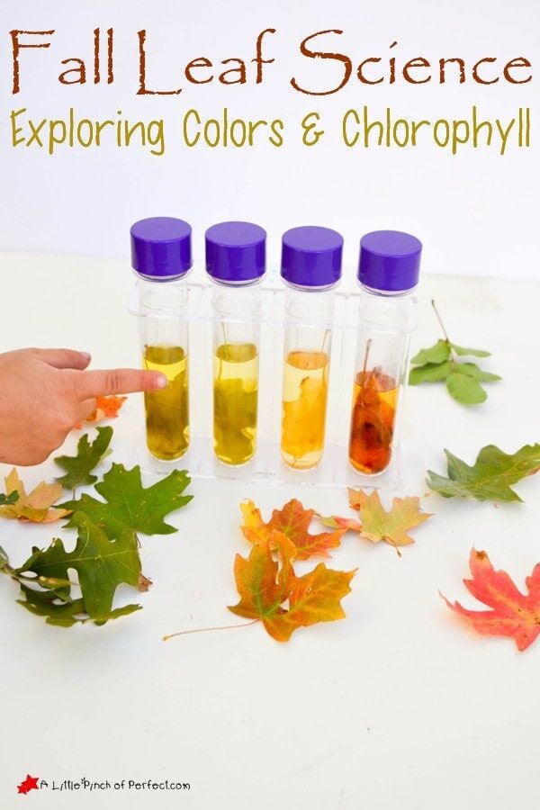 chlorophyll science